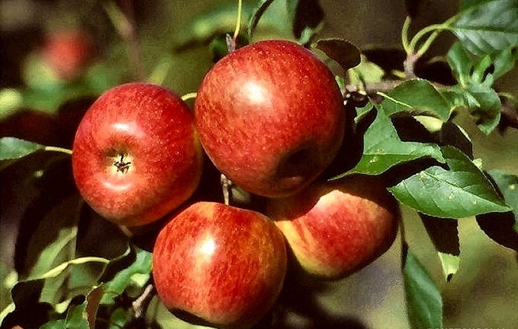 Malus d. Rein de Reinette - Fruitbomenkopen.be