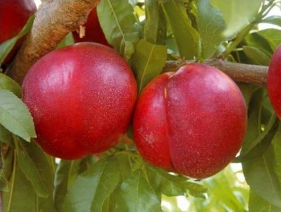 Prunus persica Nectared - Fruitbomenkopen.be