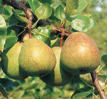 Peer; Saint Remy; Vrucht; 1 - Fruitbomenkopen.be