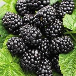 Rubus fruticosa Black Satin - Fruitbomenkopen.be
