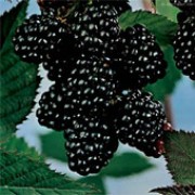 Rubus fruticosa Chester Thornless - Fruitbomenkopen.be