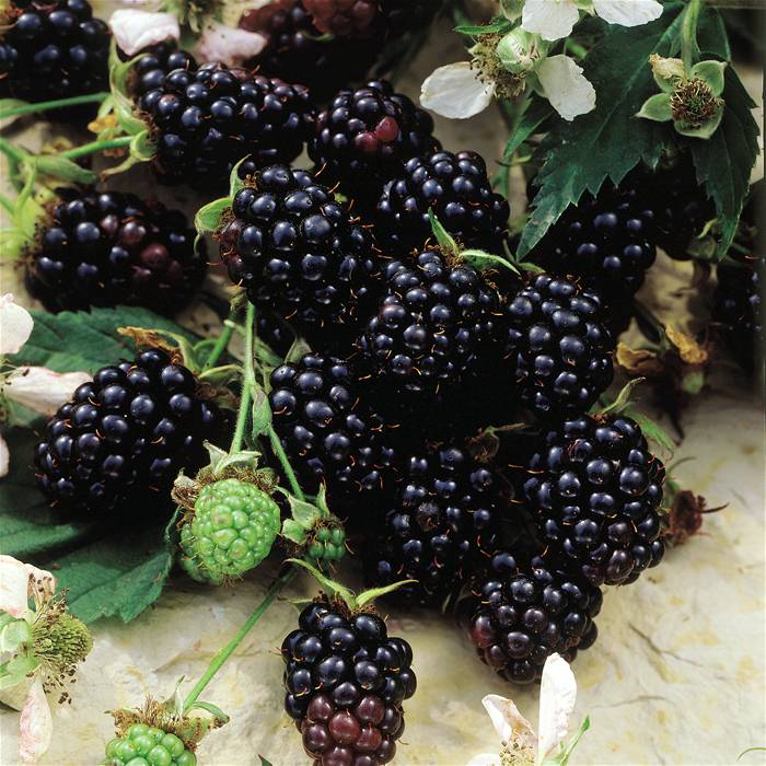 Rubus fruticosa Thornless Loganbes - Fruitbomenkopen.be