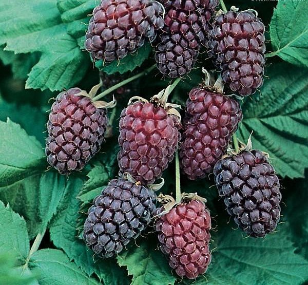 Rubus fruticosa Thornless Loganbes - Fruitbomenkopen.be