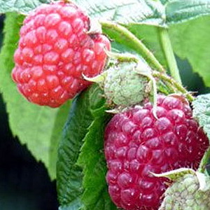 Rubus idaeus Autumn Bliss - Fruitbomenkopen.be