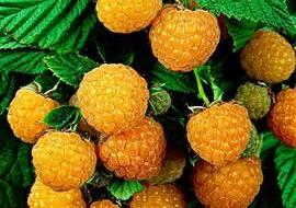 Rubus idaeus Autumn Bliss - Fruitbomenkopen.be