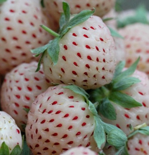 White strawberry - Fruitbomenkopen.be