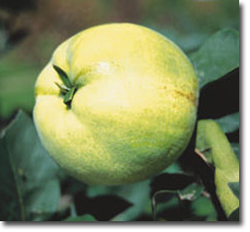 Kweepeerbomen - Fruitbomenkopen.be