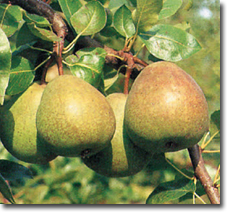 Peer-Saint-Remy-Vrucht - Fruitbomenkopen.be
