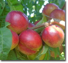 Perzikbomen - Fruitbomenkopen.be