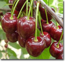 Prunus earlyRivers - Fruitbomenkopen.be