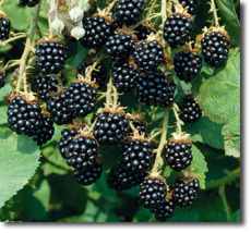 Rubus-fruticosa-Lochness - Fruitbomenkopen.be