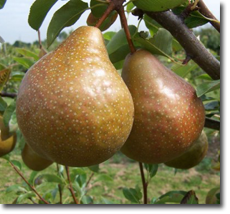 durondeau - Fruitbomenkopen.be