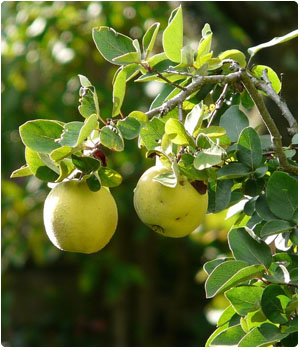 Kweepeerboom kopen en planten - Fruitbomenkopen.be