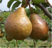 Peer Durondeau | Zelfbestuivende perenboom met smaakvolle vruchten